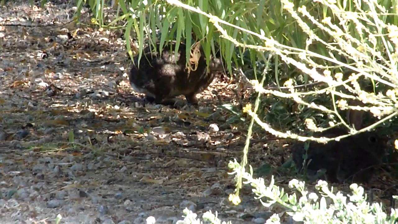 San Joaquin River National Wildlife Refuge Riparian Brush Rabbit 3 ...