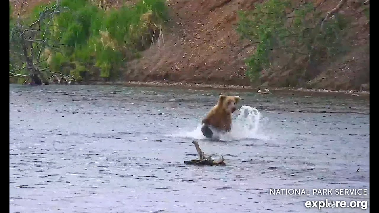 26 Jun 2024: 903 Gully fishing at the river cutbank (explore.org) - YouTube