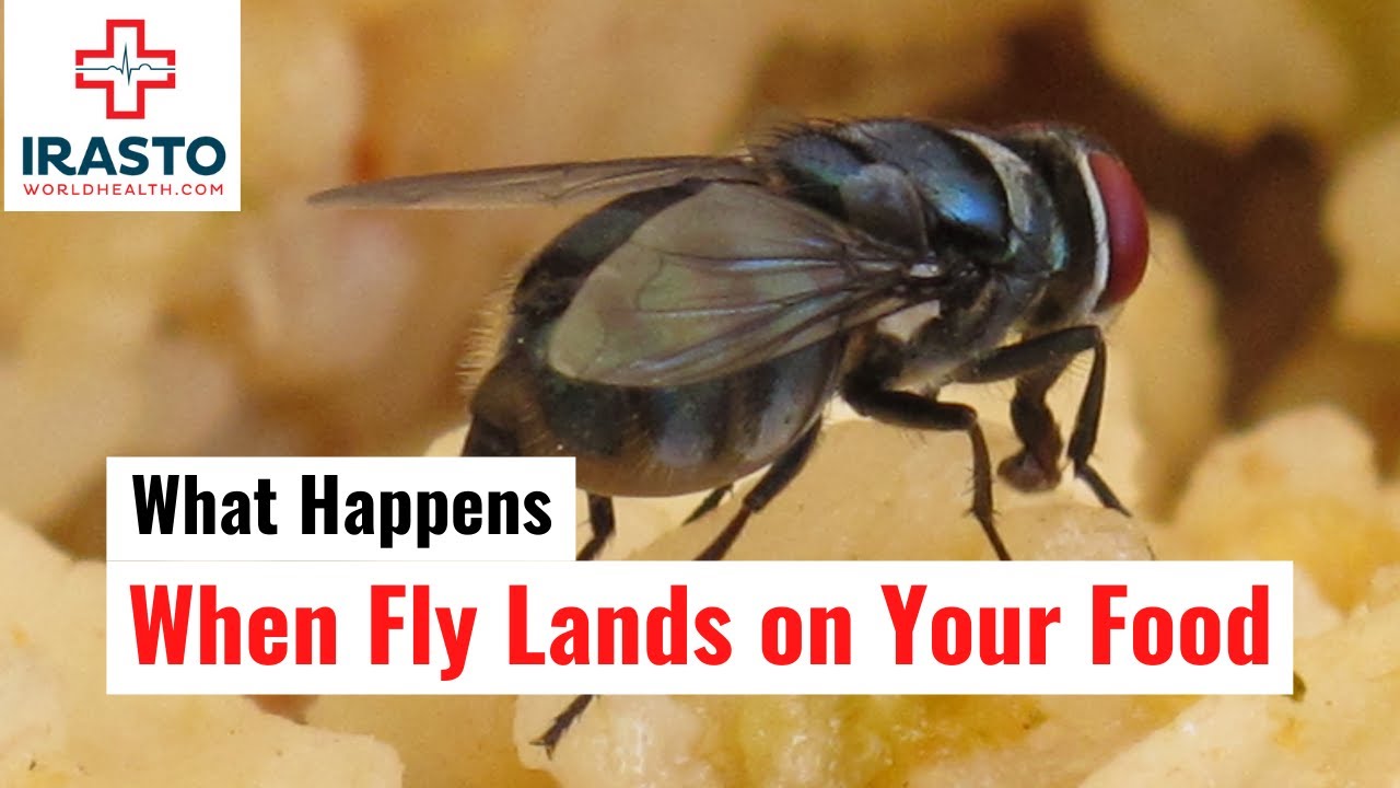 House Flies On Food