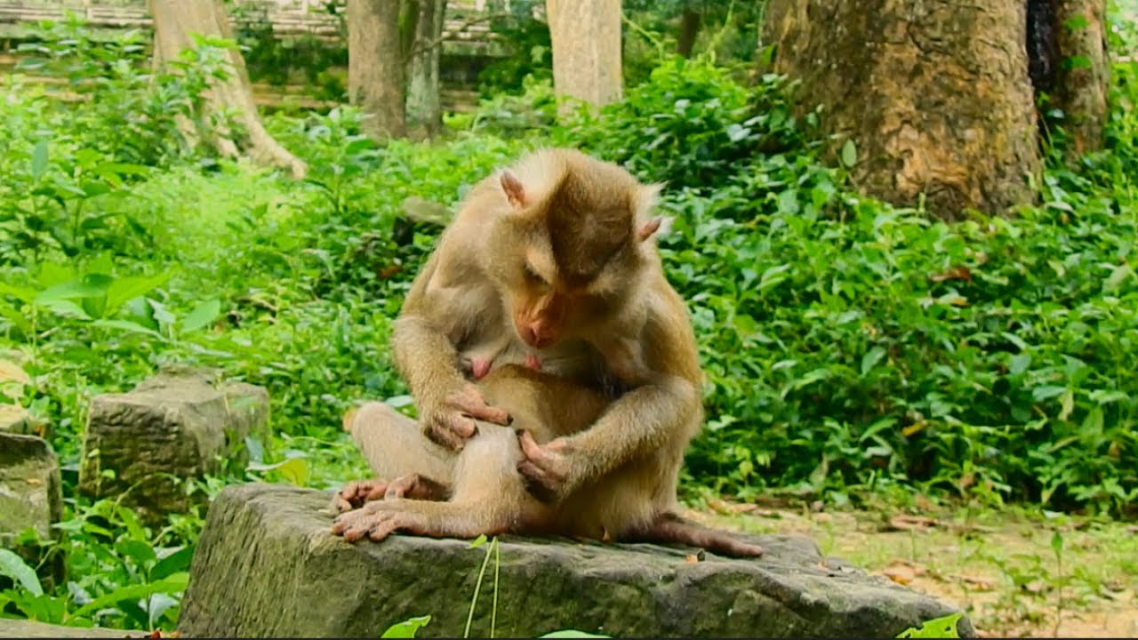 Monkey lifestyle episode #56 – What is happening to her leg? - YouTube