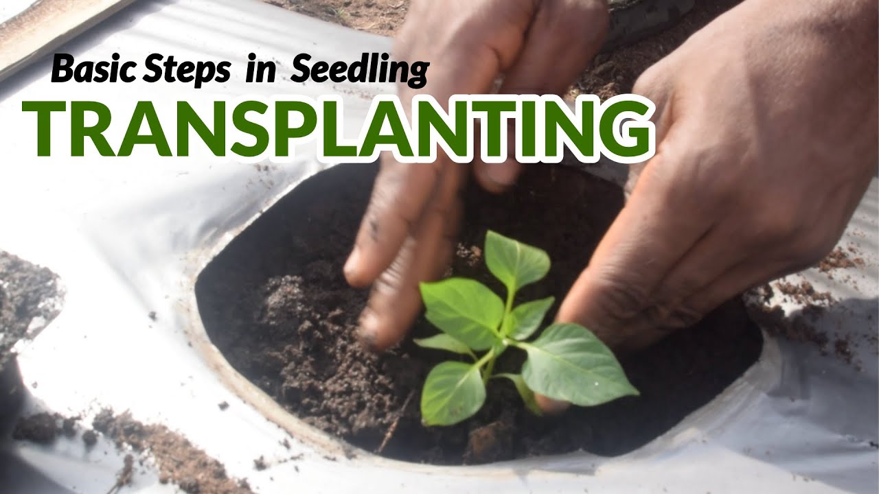 Basic Steps in Transplanting Seedlings - YouTube