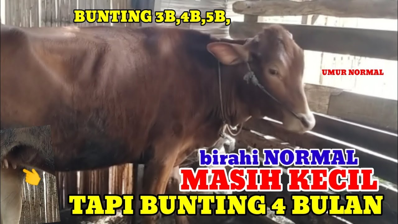 DI USIA INI SAPI DORO BIRAHI NORMAL HINGA DI IB BUNTING# - YouTube