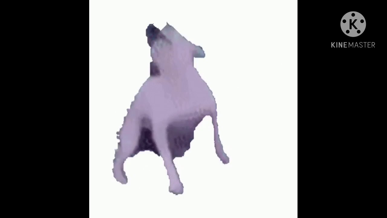dog dancing MEME - YouTube