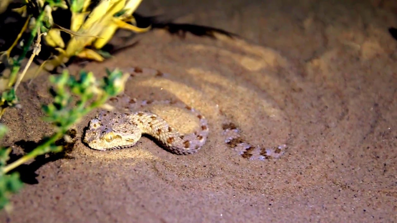 Arabian Horned Viper (Cerastes gasperettii) burrowing in the sand - YouTube