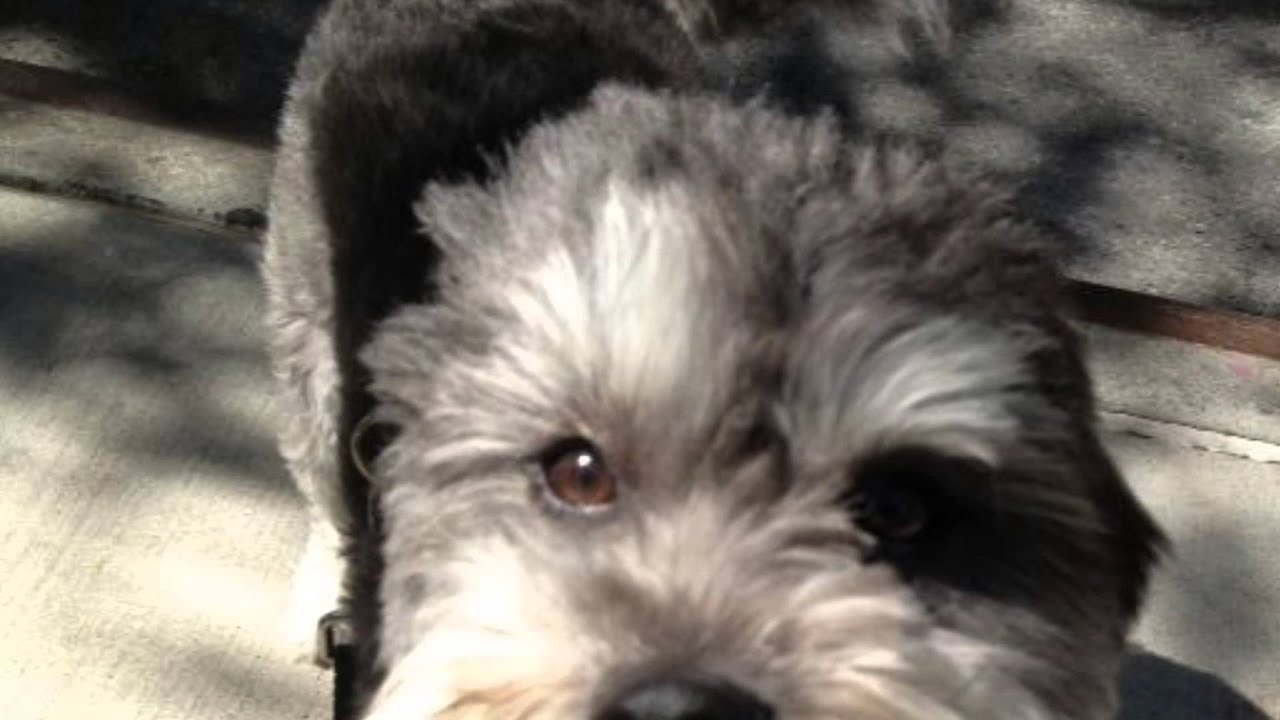 Smiley Pets - Dog Walking/Pet Sitting - YouTube