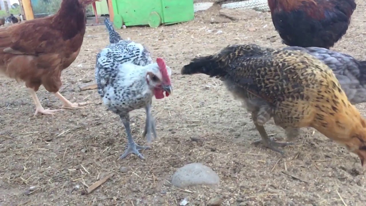 Video Log #11 - Jack Rabbit Hollow (Farm Animal Sanctuary) July 2017 ...