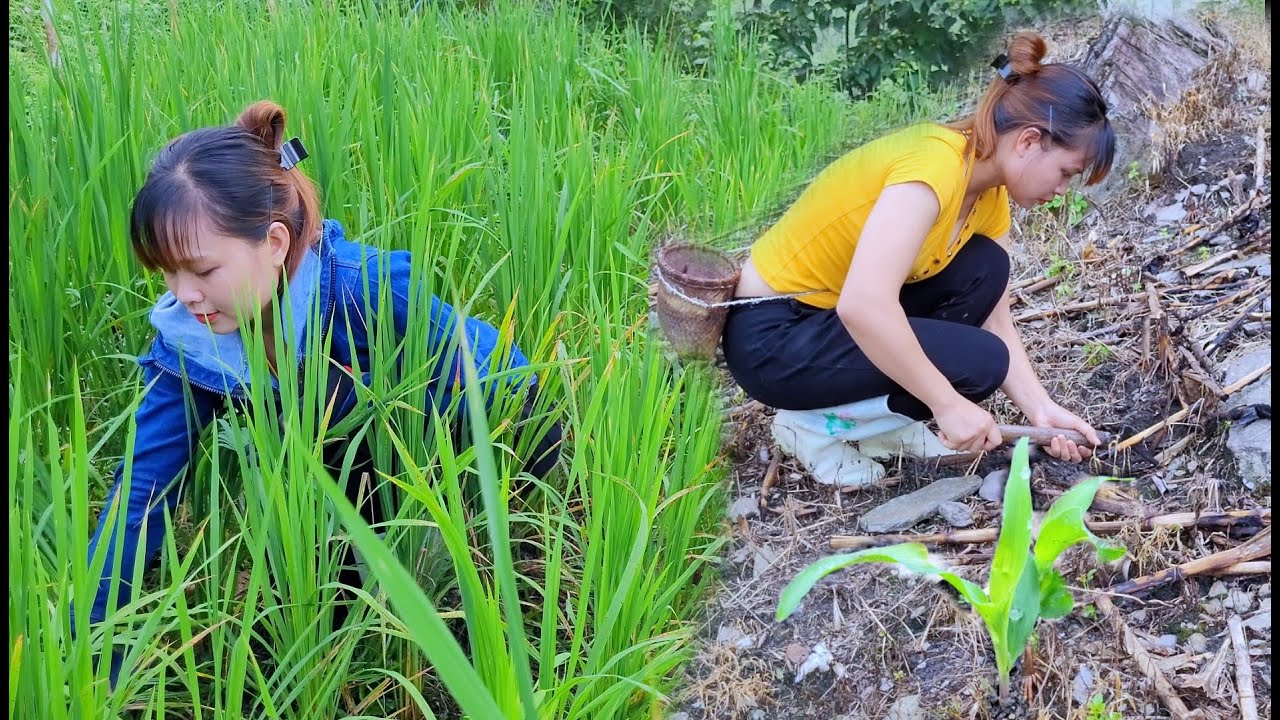 Weeding upland rice on the farm, visiting corn hills /Peaceful life ...