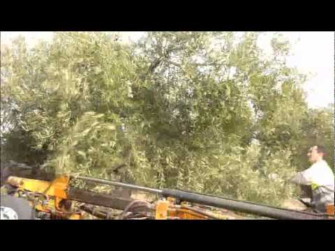 Buggy Pellenc trabajando Cosecha 2010-2011 - YouTube