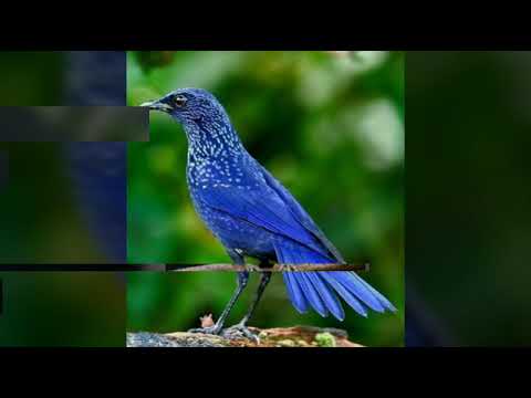 Bizim gormediyimiz en gozel qus novlerii 🙂🙂