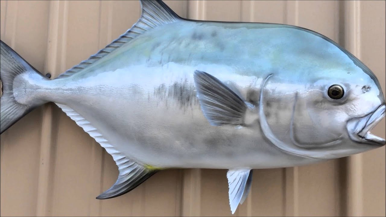 Permit Fish Mount Replica by Coast to Coast Fish Mounts - YouTube