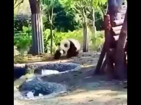 Humor : Dendam Merak terhadap Panda