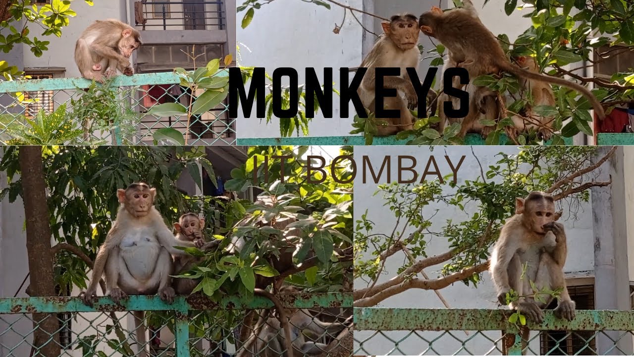Monkeys in front of H-15 at IIT BOMBAY - YouTube
