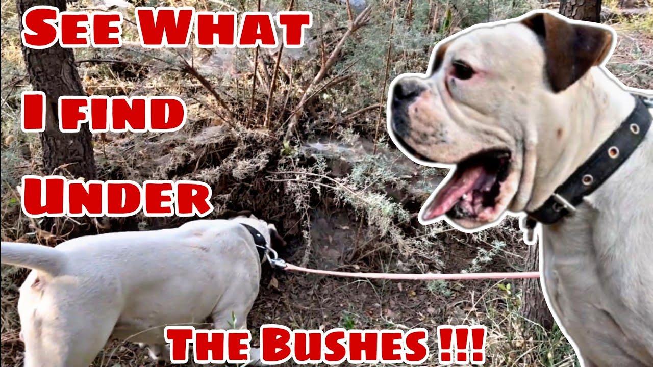 Exploring the Wild with Tony: Dog's Forest Adventure! 🐾 Must-See ...