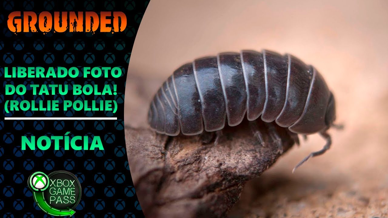 FOTO DO NOVO INSETO TATU BOLA (ROLLIE POLLIE) - GROUNDED - YouTube