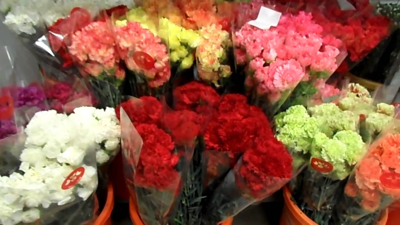 CLAVELES COLORES VARIOS CULTIVO NACIONAL - YouTube