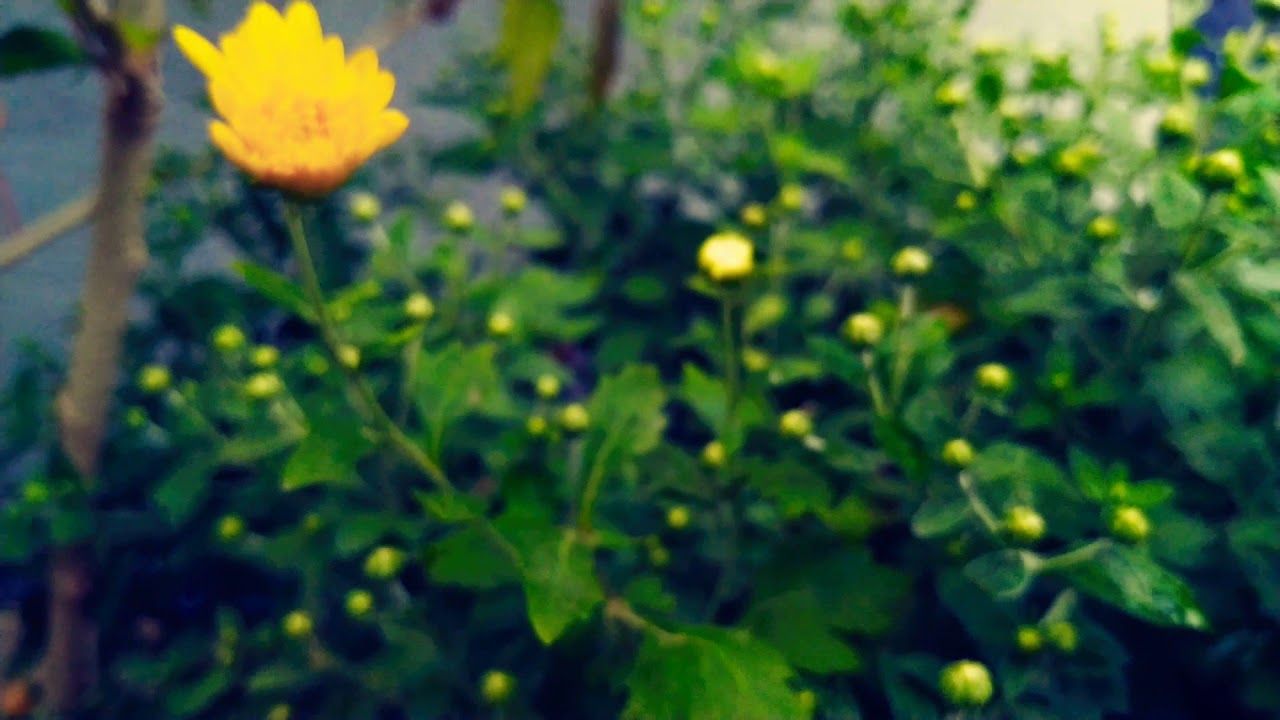 FLOWERS FLIM | KATHALE KATHALE | MIND RELAXING VISUALS - YouTube