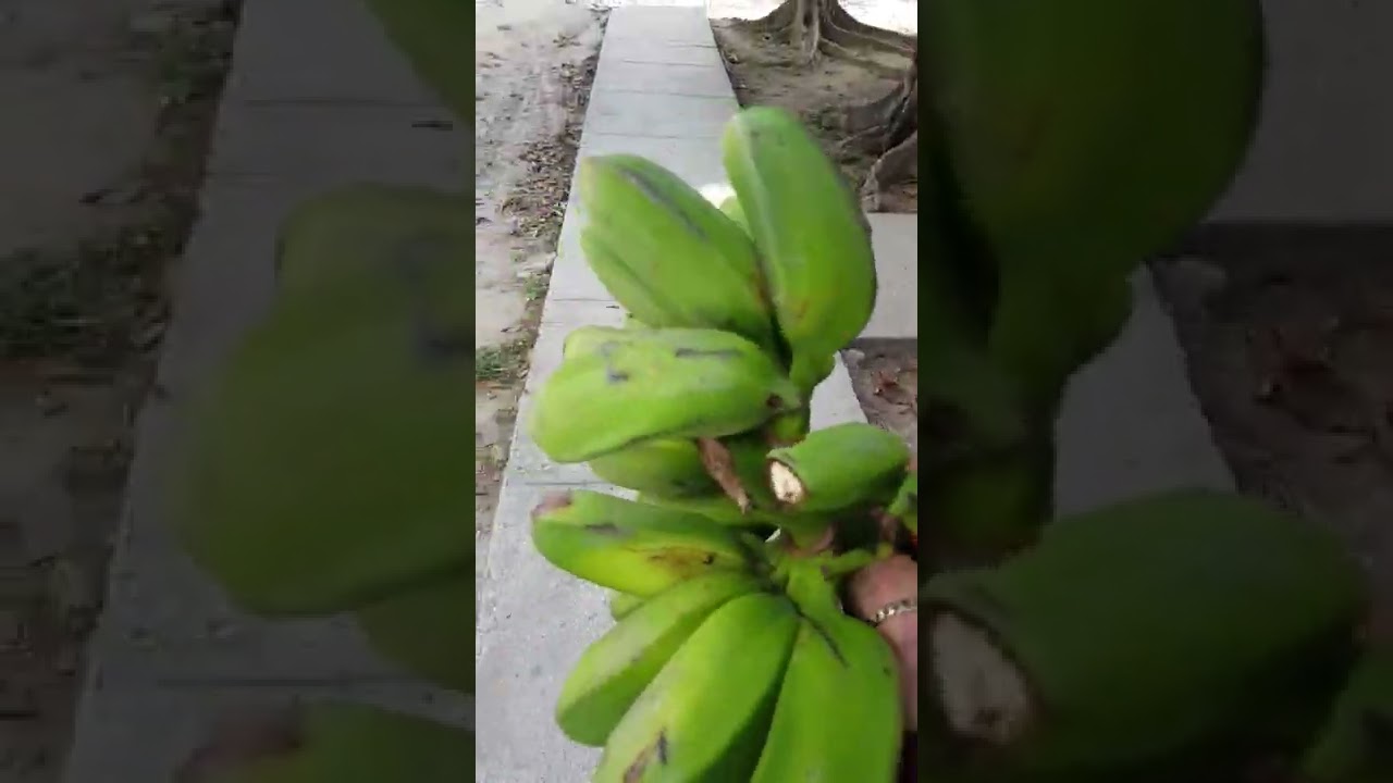 plátano burro o fongo 😅 ¿ cómo lo conoces tú? bungo fungo o como - YouTube