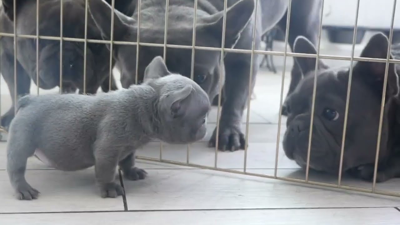 Frenchie puppy excited to see other Frenchies | She tries to go through ...