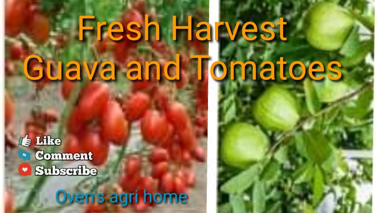 Fresh Harvest Guavas and Tomatoes! - YouTube