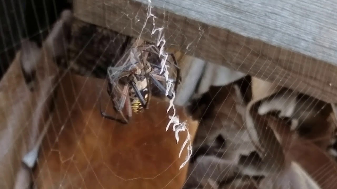Male Yellow Garden Spider being eaten - YouTube