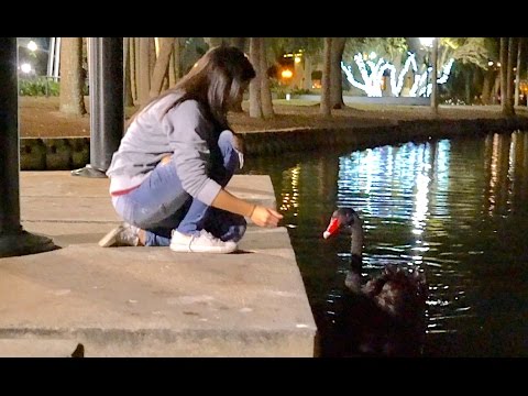 WHAT SOUND DOES A GOOSE MAKE? - YouTube