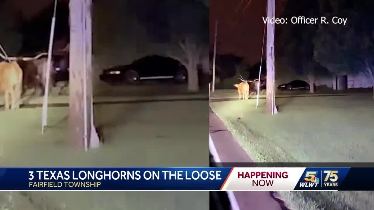 Steer clear: Police working to capture three escaped cattle in ...