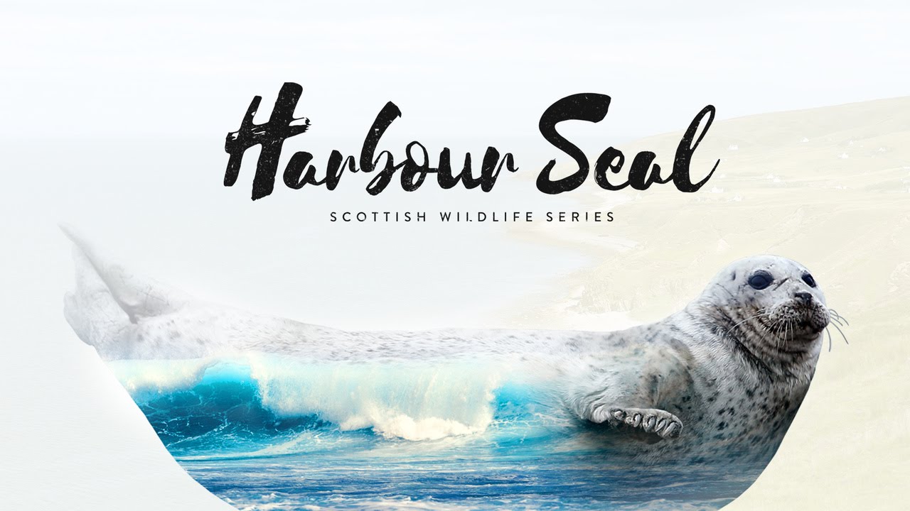 Scottish Wildlife Series: Harbour Seal - YouTube