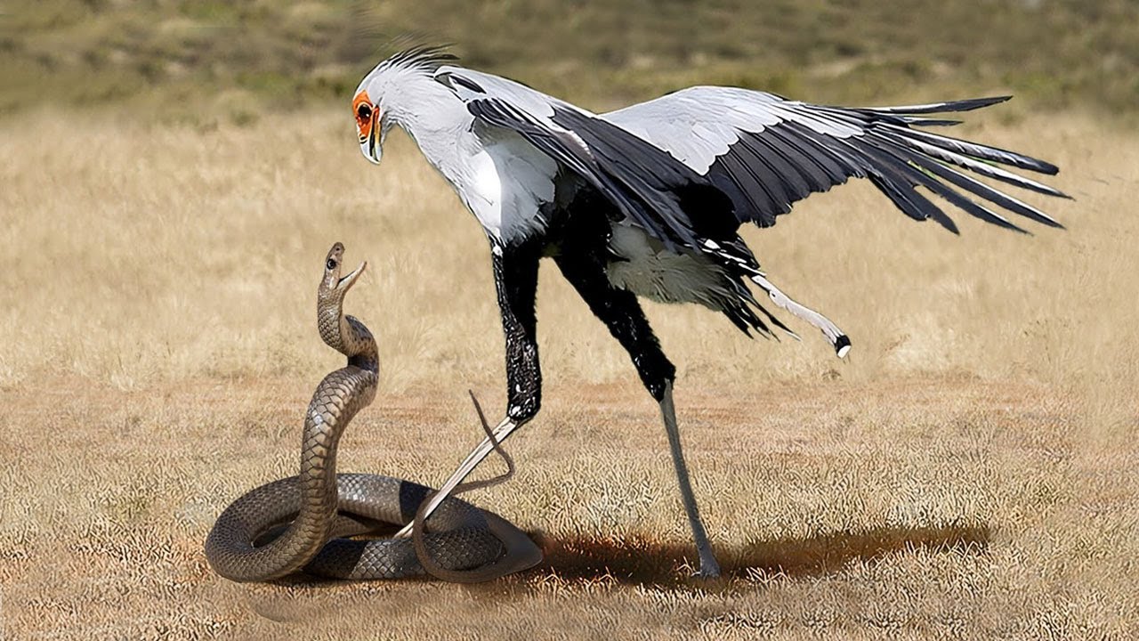 Top 5 Eagles and Birds vs Snake | Eagle vs Cobra Snake Amazing Footage ...