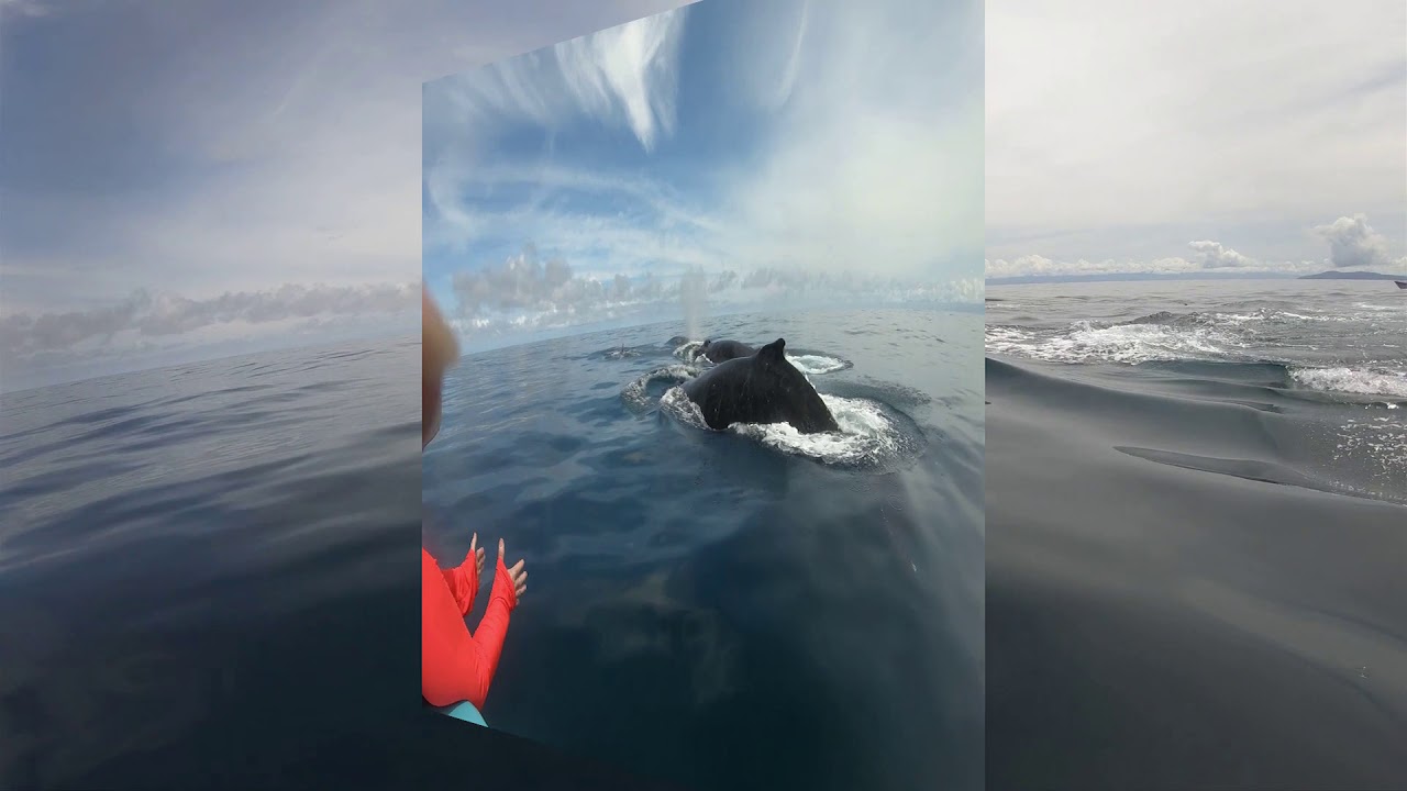 Among Whales 2019 Humpback Heat Run Extravaganza - Drake Bay, Costa ...