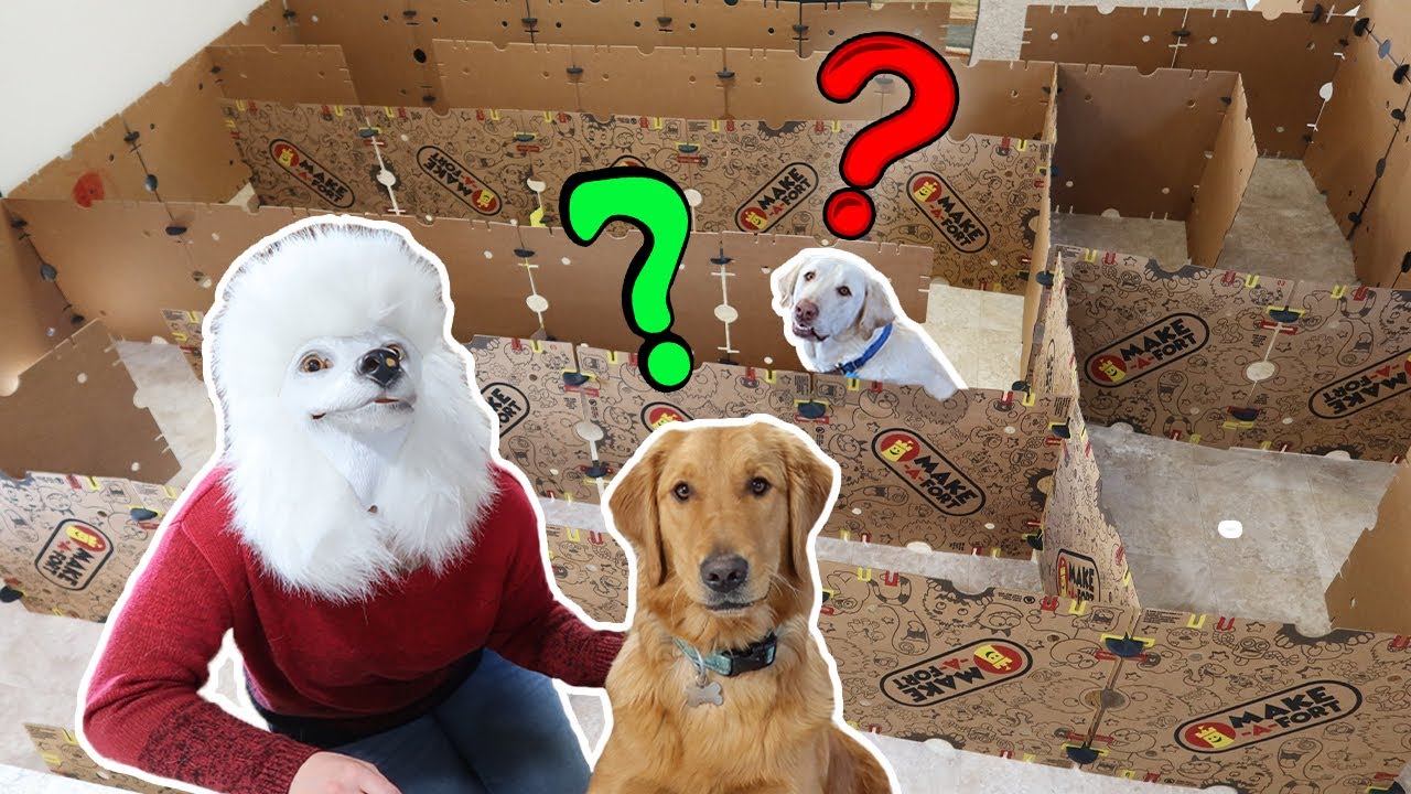 GIANT Maze Labyrinth for Dog Puppies! Can they EXIT? - YouTube