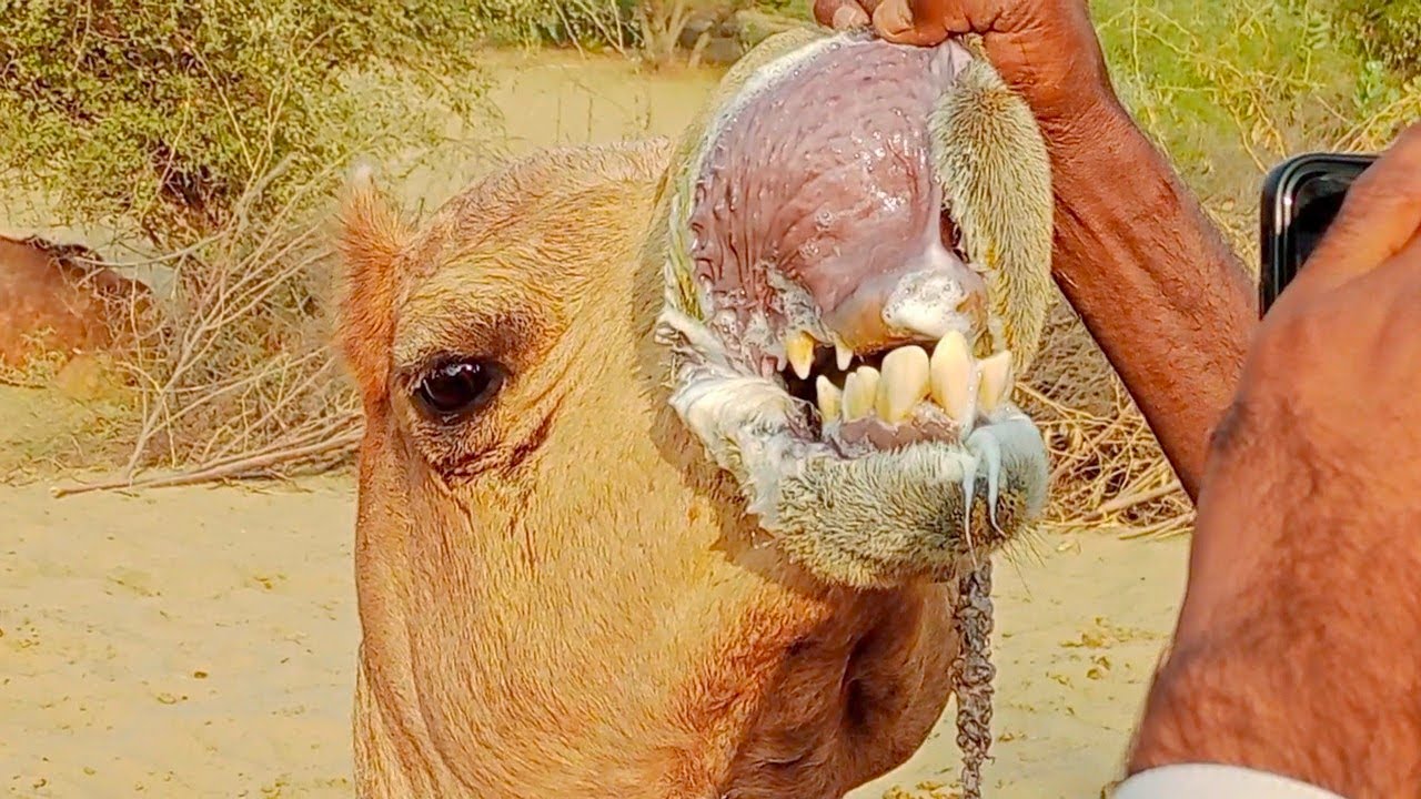 Owner check Big Male camel 🐫 teath 😱 Beautiful Desi camel view ...