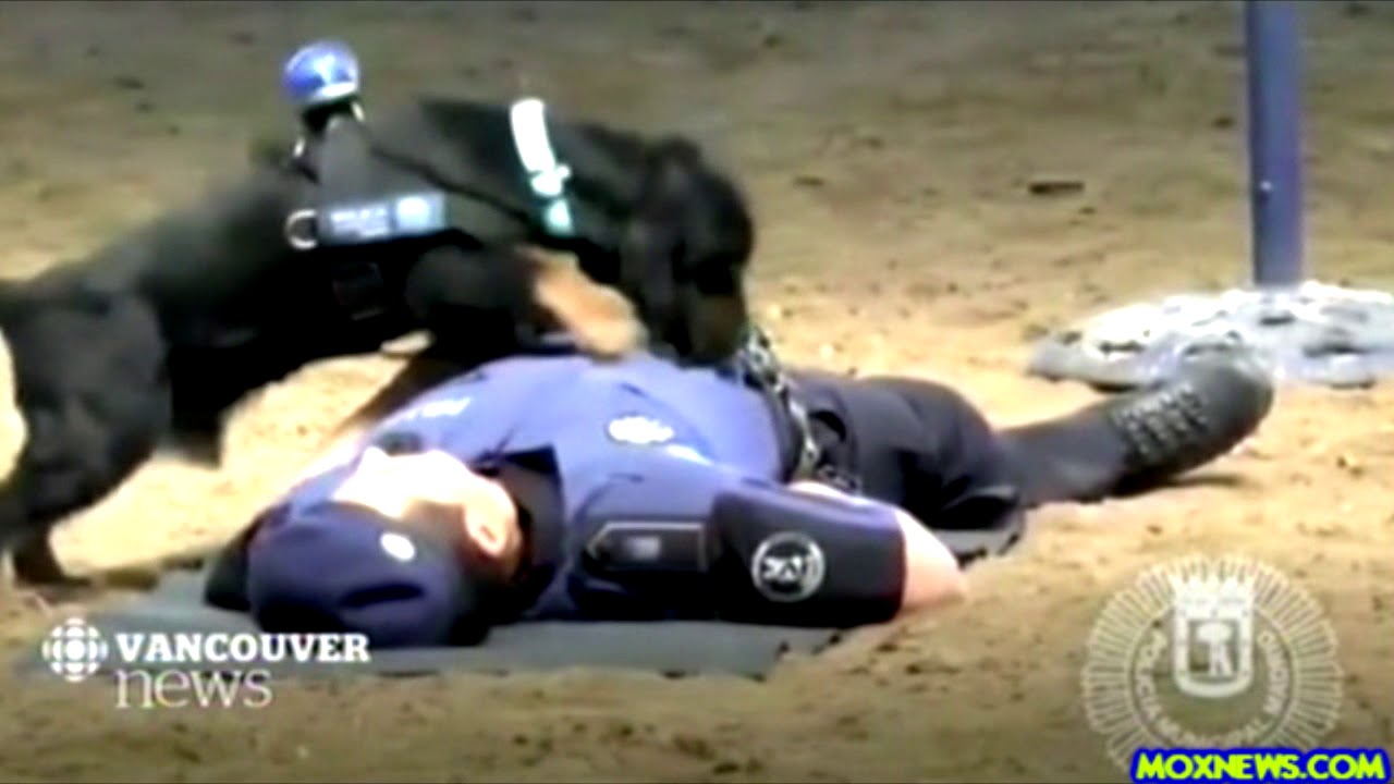 Video Shows Police Dog Trained To Do CPR! - YouTube