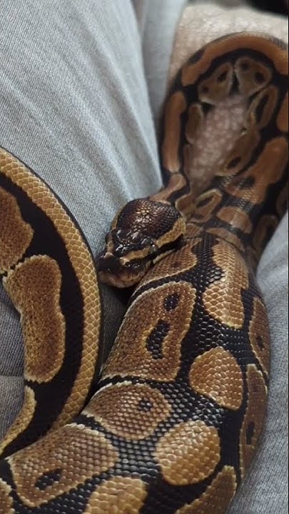 Lovely Royal/Ball Python Edit - YouTube