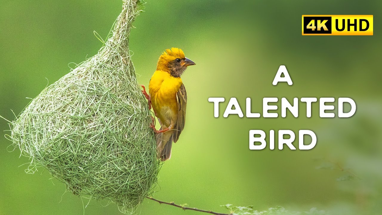 Yellow Weaver Bird (Baya) - 4K Video - YouTube