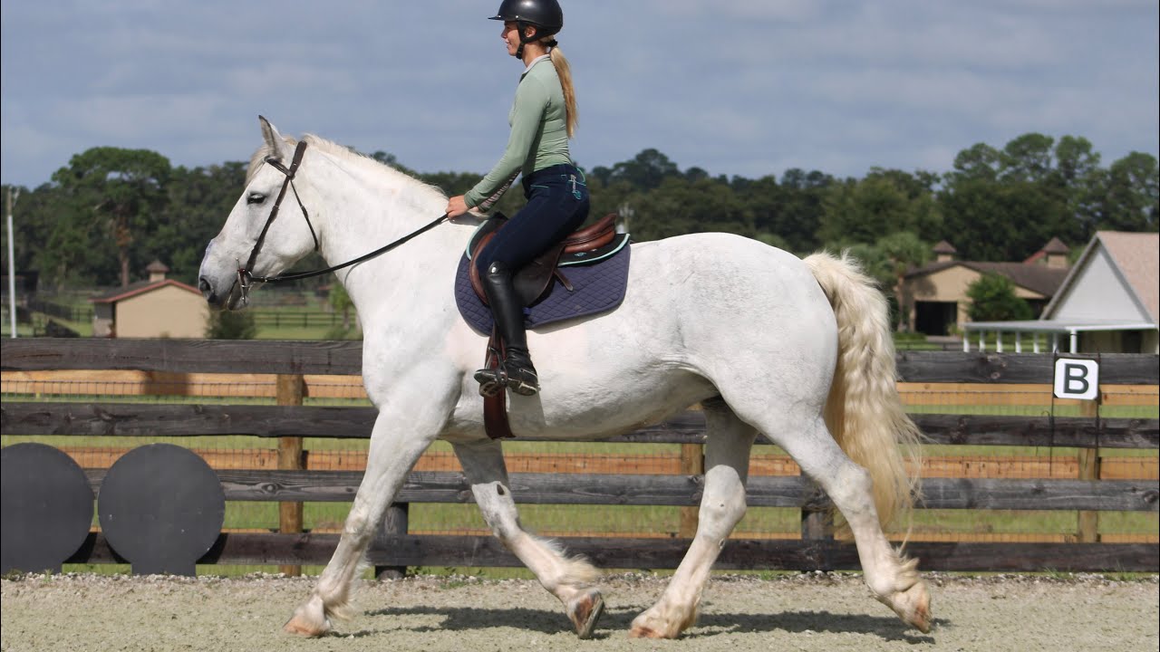 Stella - 2014 | 16h | Draft Cross Mare - YouTube