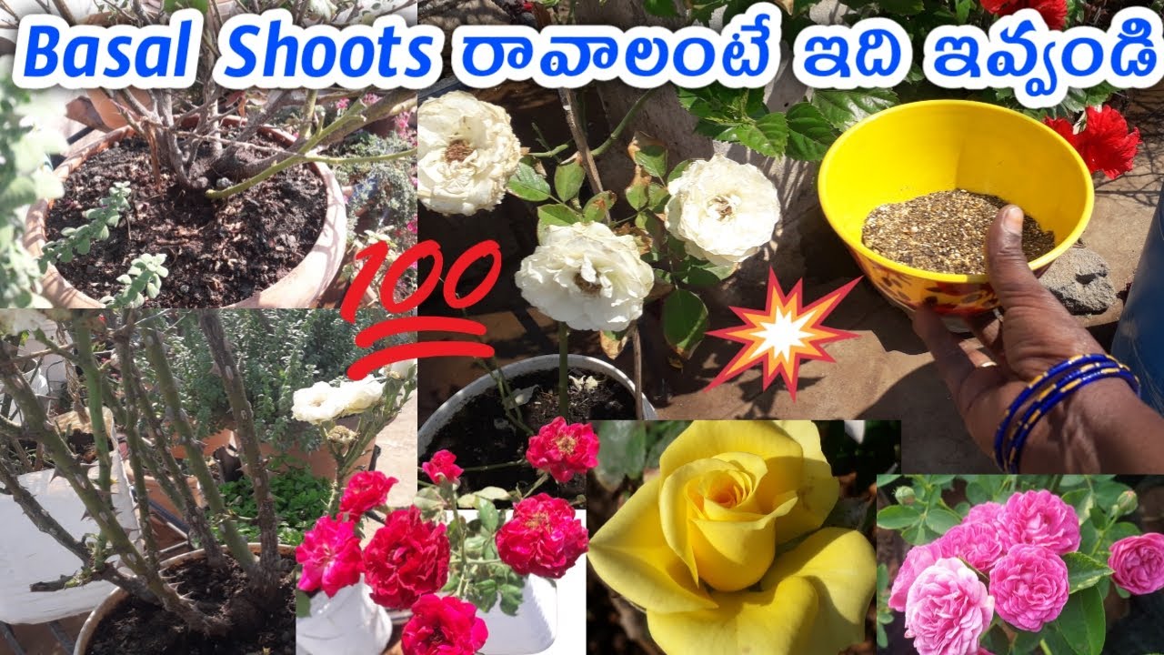 How to Grow Basal Shoot in Rose Plants#mokkalaki Basal Shoot ela vastai ...