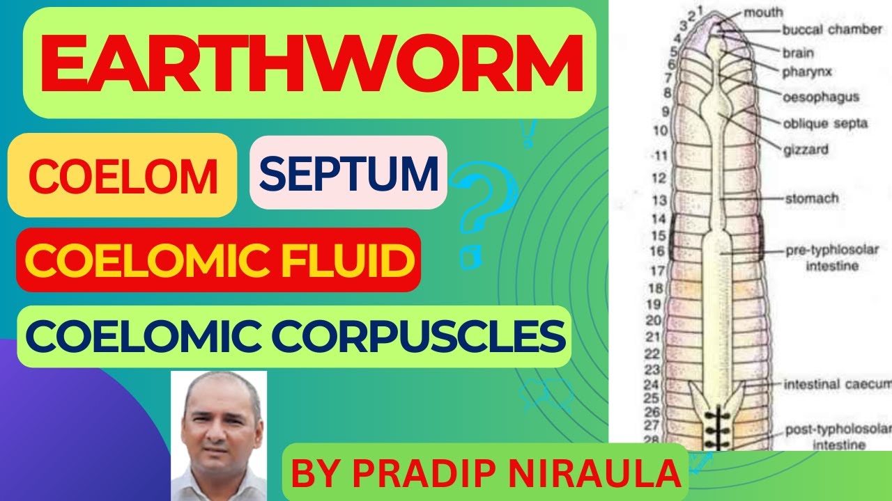 Earthworm: Coelom And Coelomic Fluid I Earthworm I Zoology I Class 11 I ...
