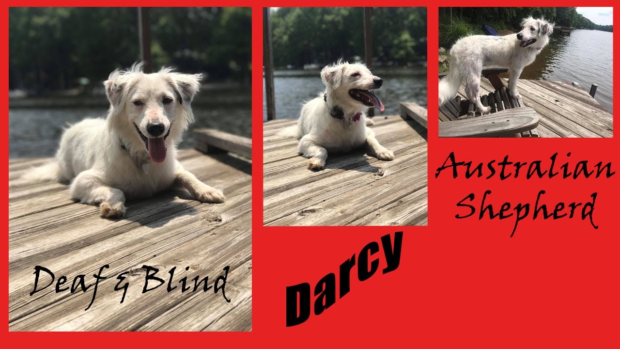 10mo Deaf Australian Shepherd Mix (Darcy) | AMAZING Results | Best ...