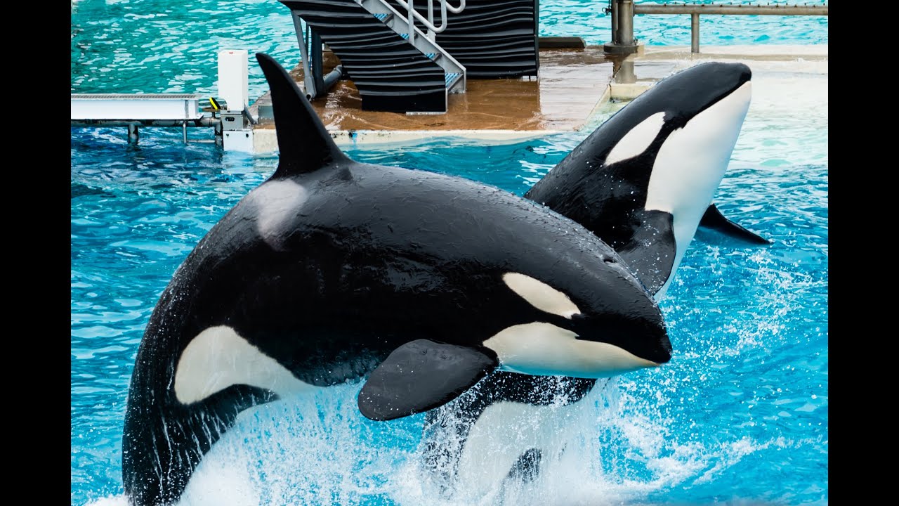 46 Minutes of Orca Jumps, Tricks, and Huge Splashes at Sea World ...
