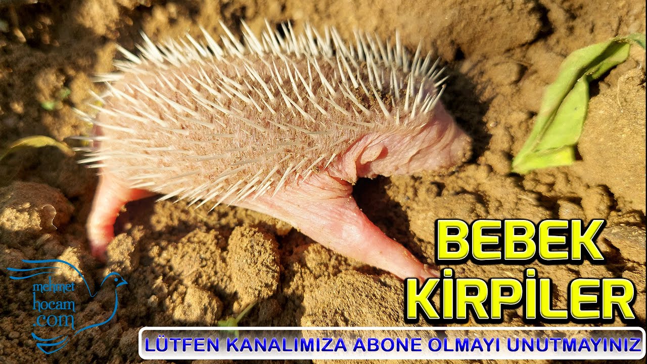 Yavru Kirpiler - Doğanın Sevimli Minikleri! - YouTube