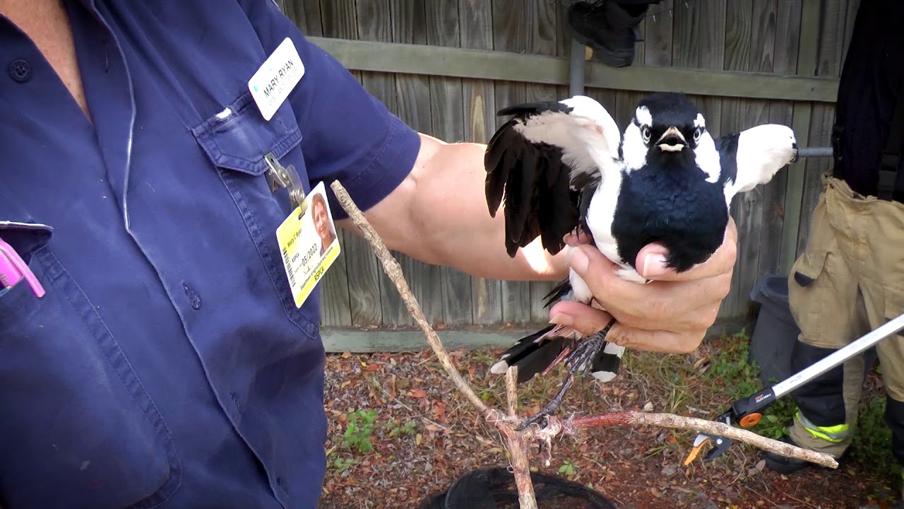 Bird Entanglements - RSPCA Animal Rescue - YouTube