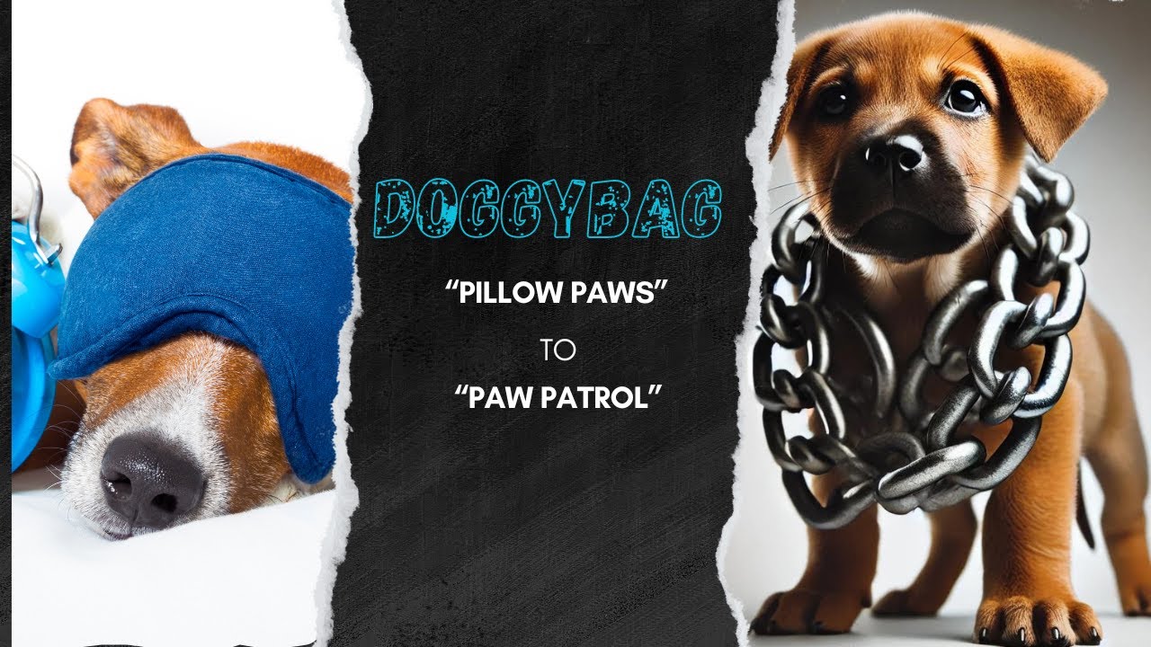 Pillow-Paws to Paw-Patrol: Dogs Go from Chill to Thrill!" - YouTube