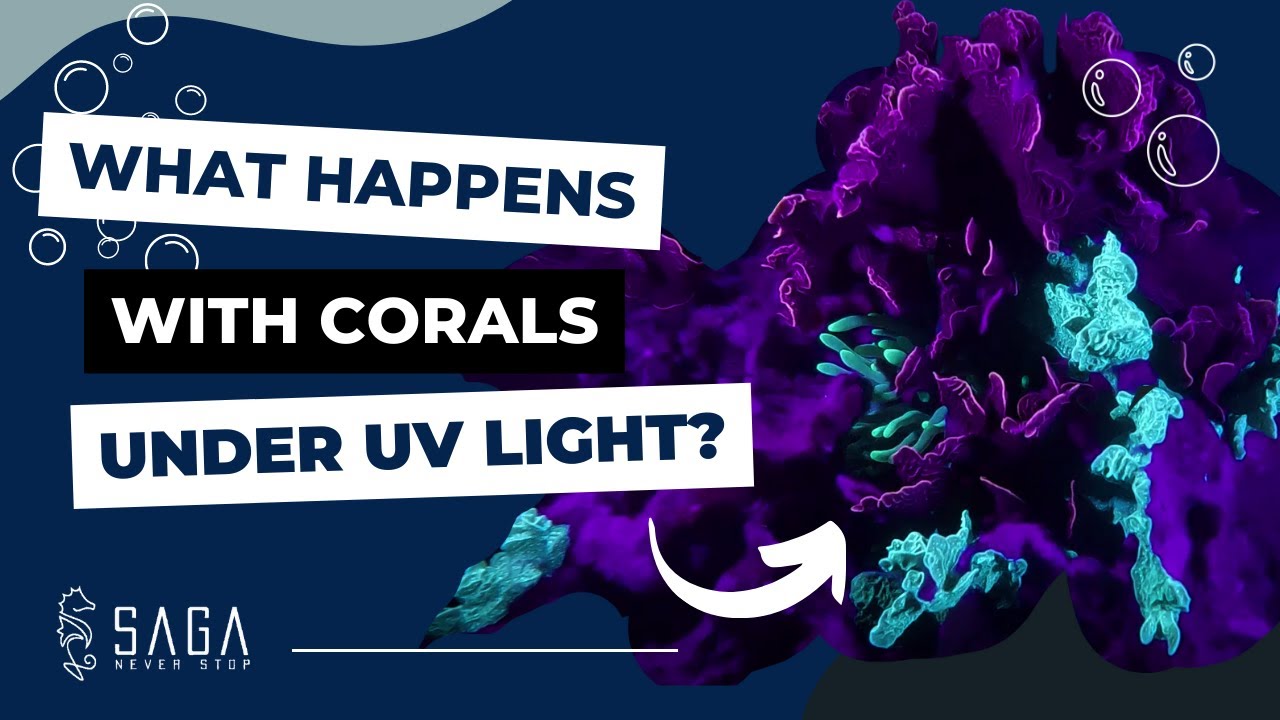 Ultraviolet Light UV NIGHT DIVE // CORALS with crazy colors - YouTube