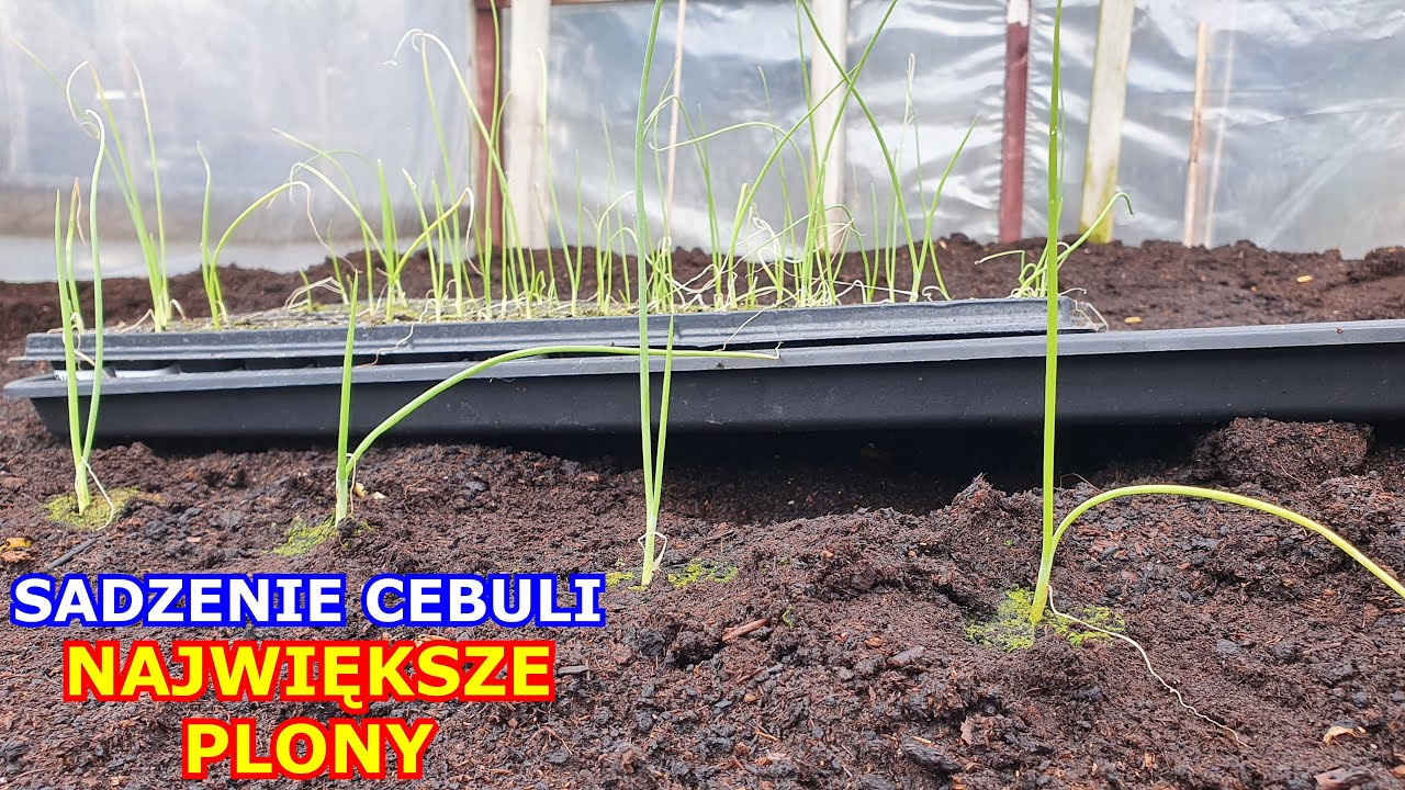 Sadzenie Cebuli z Rozsady i Cebula Eksperyment - YouTube