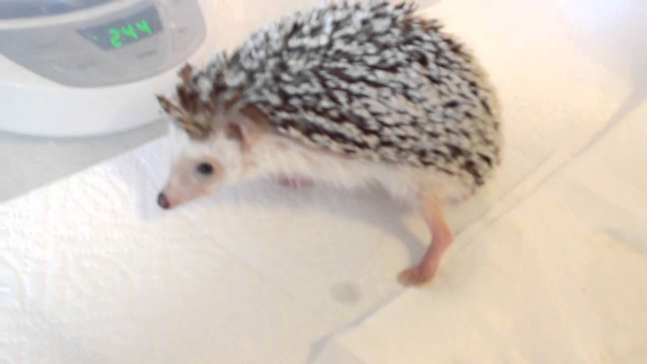 Pickles the hedgehog - YouTube