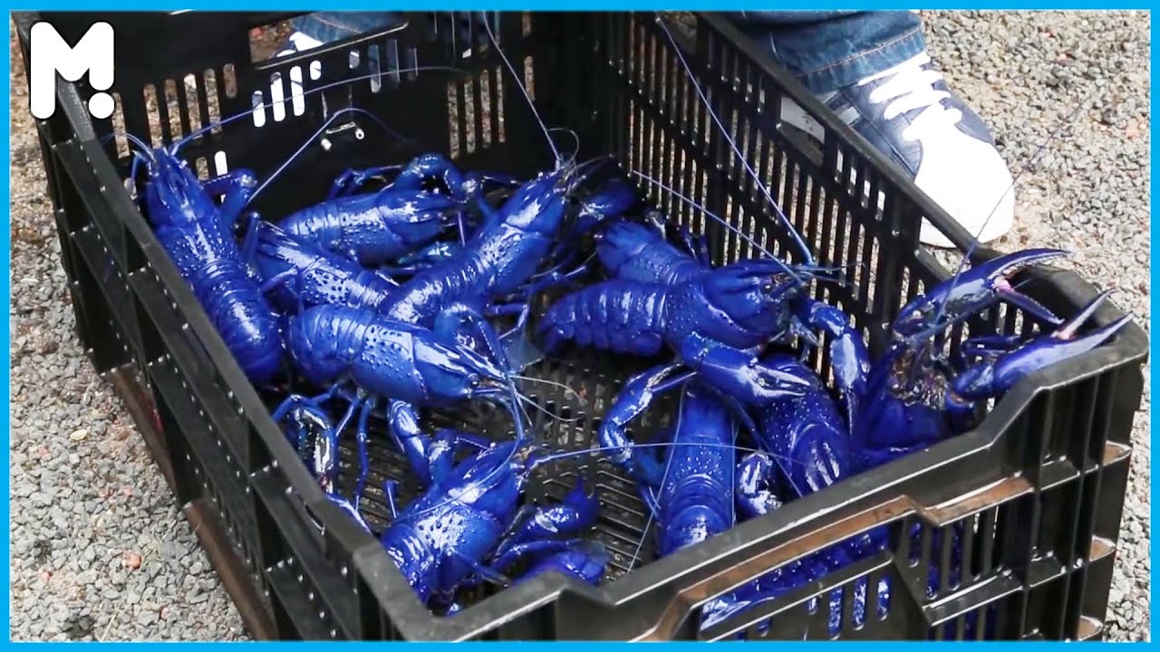 Awesome Rare Blue Crayfish Farming - Blue Marron Harvesting Farm ...
