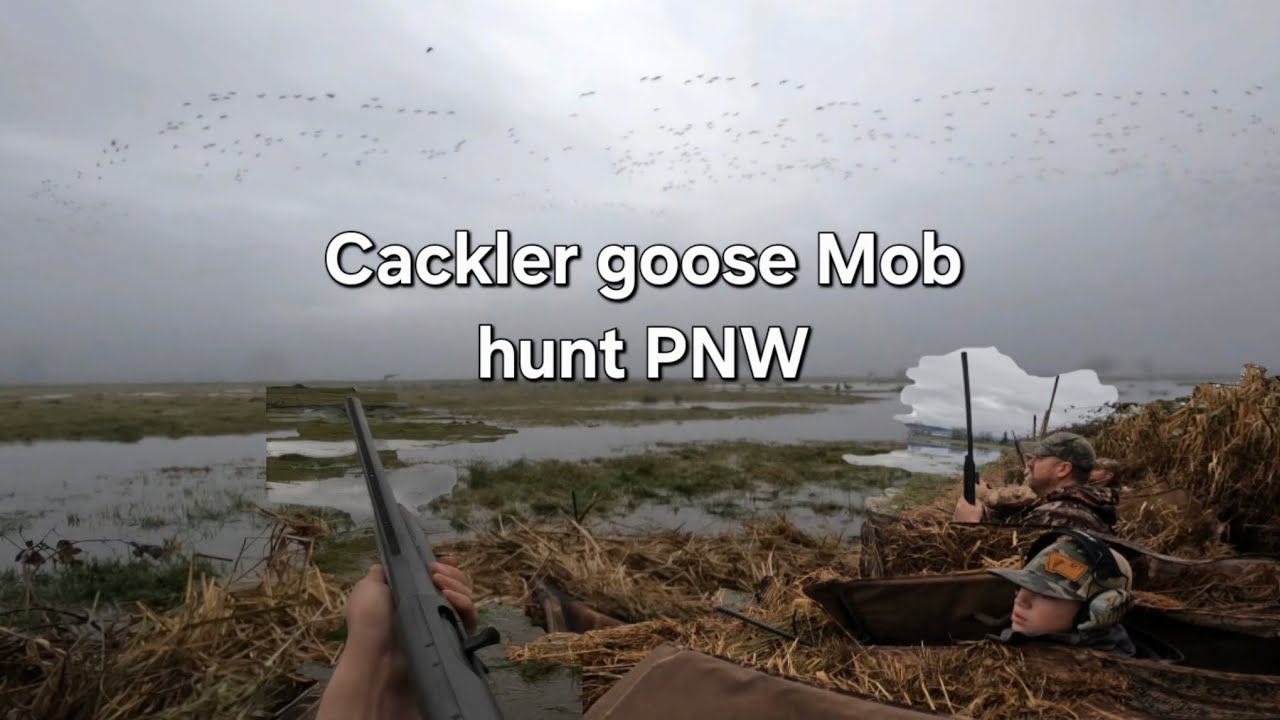 Cackler Goose Mob Hunt In PNW - YouTube