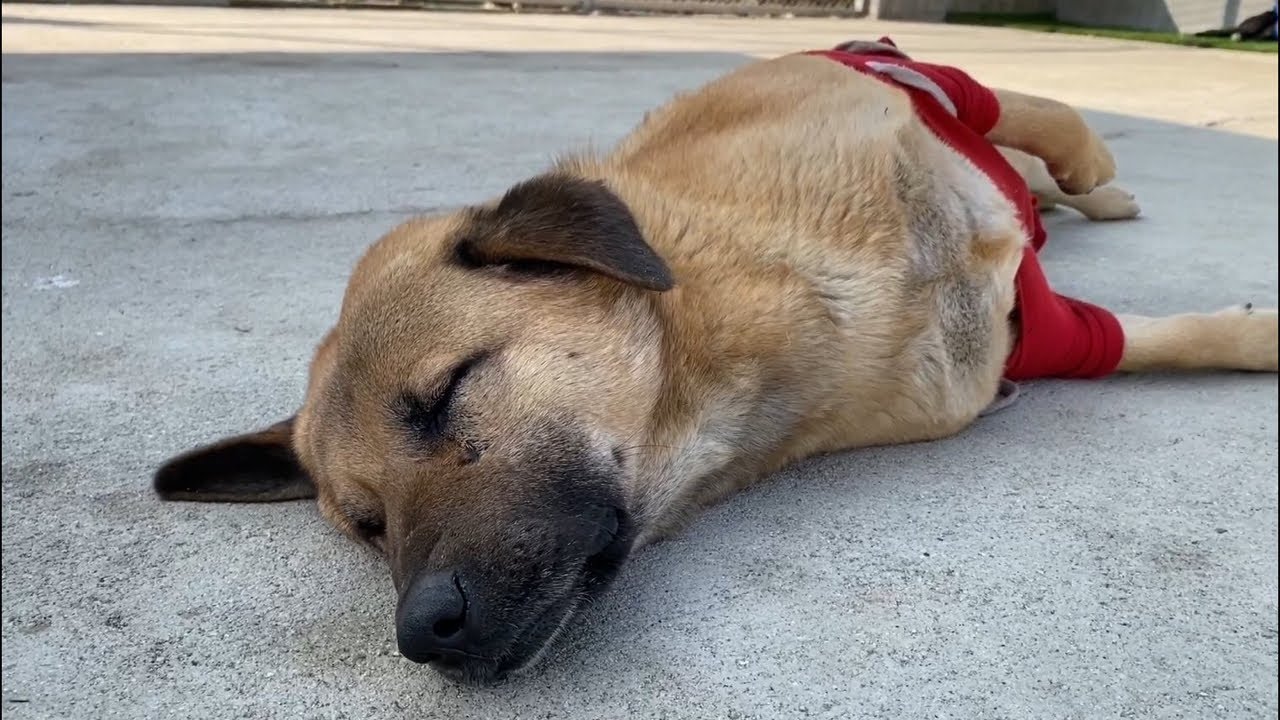 What is the condition of the sick stray dog parent and child? 😢Visit ...