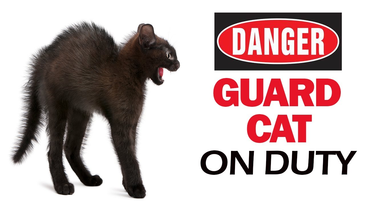 Feline Guardians: Can Your Cat Protect You from Danger? - YouTube