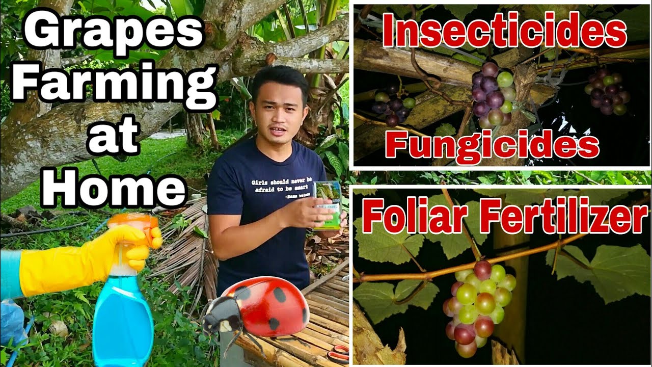 Applying Foliar Fertilizer, Insecticides, and Fungicides to my Grape ...